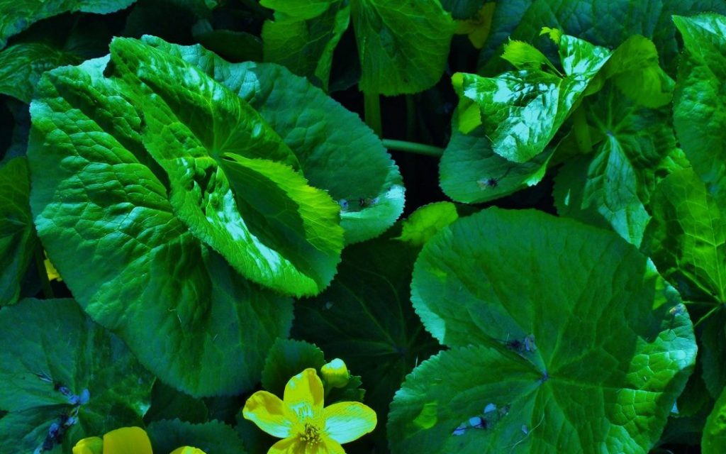 Teri Leigh Teed | Garden of the Soul - Seeds of Hope